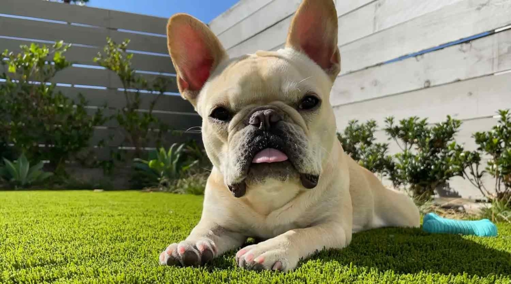 Artificial Turf for pets for sale Tampa best synthetic pet turf near me